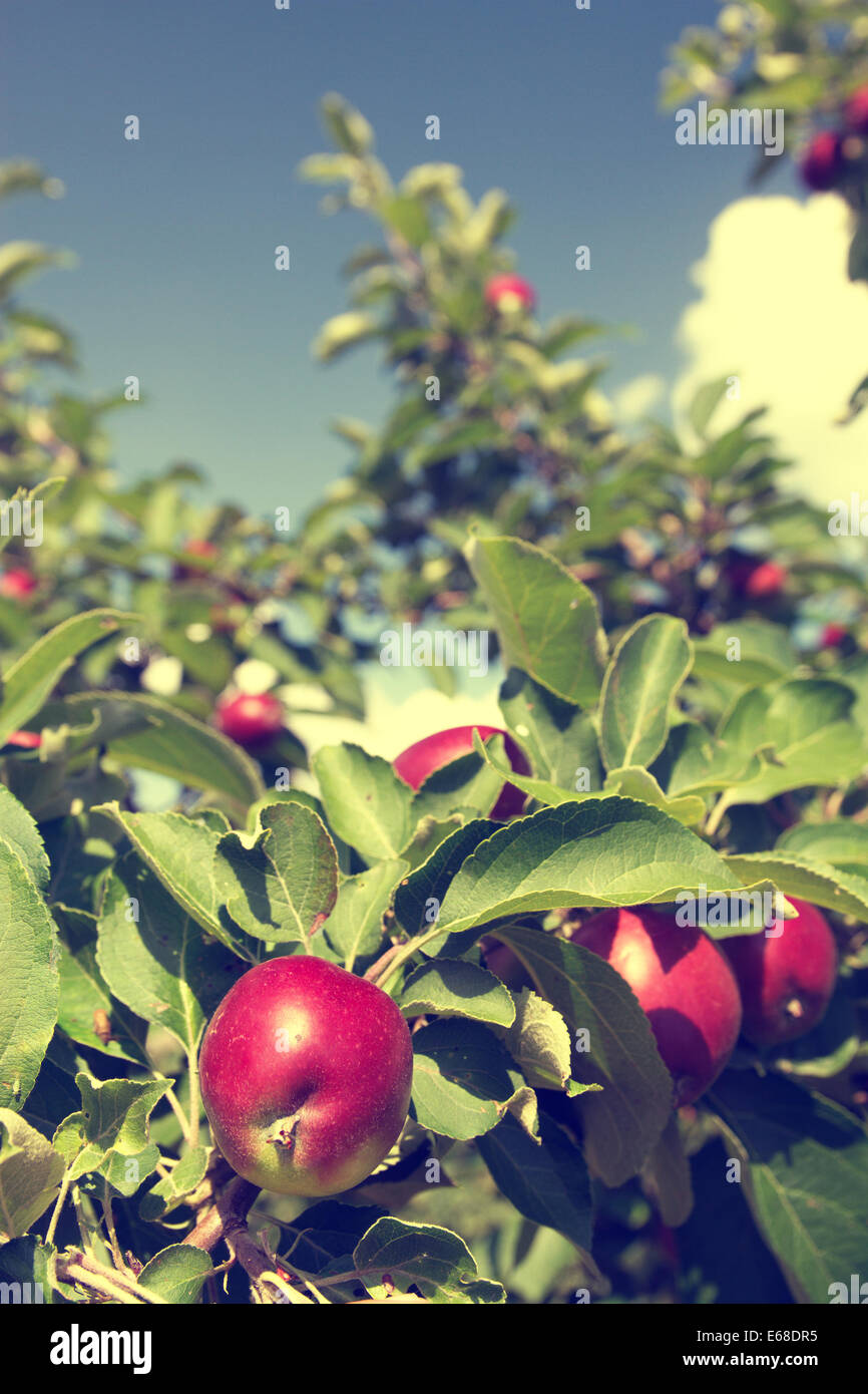 apple hanging on a tree and grows in the garden Stock Photo - Alamy