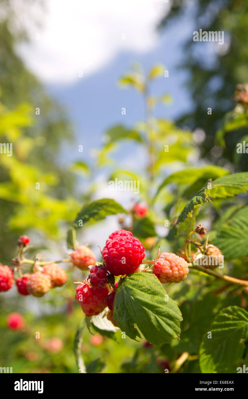 raspberries growing in the garden in the summer outdoors Stock Photo ...
