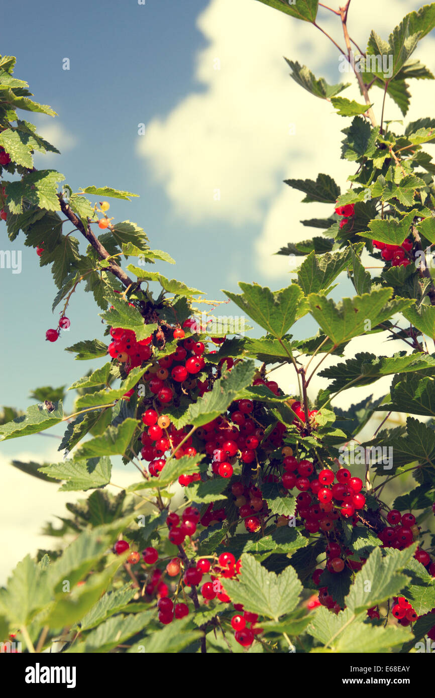 red currant growing in the garden Stock Photo - Alamy