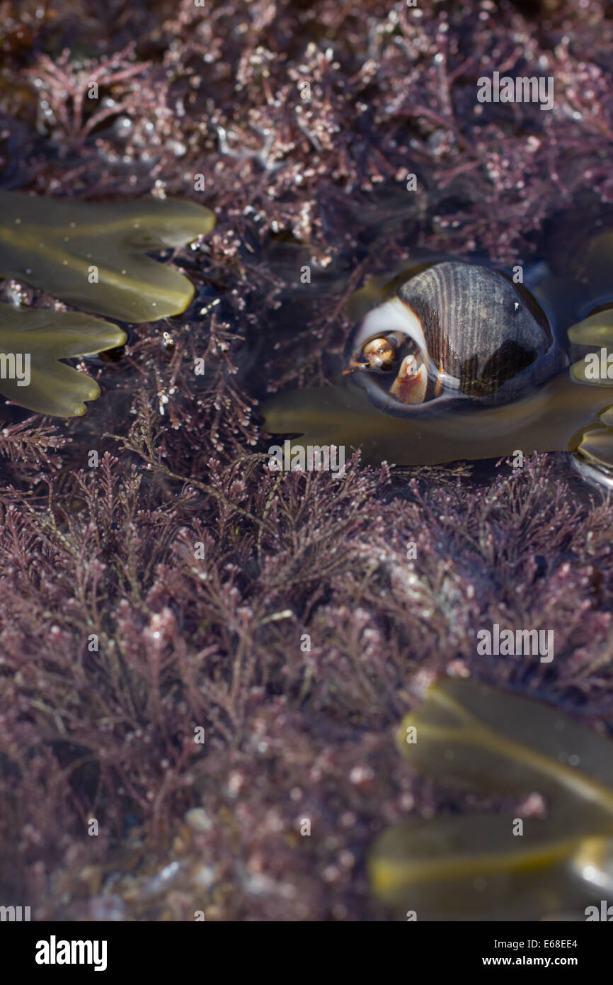 Rock pool crab hi-res stock photography and images - Alamy
