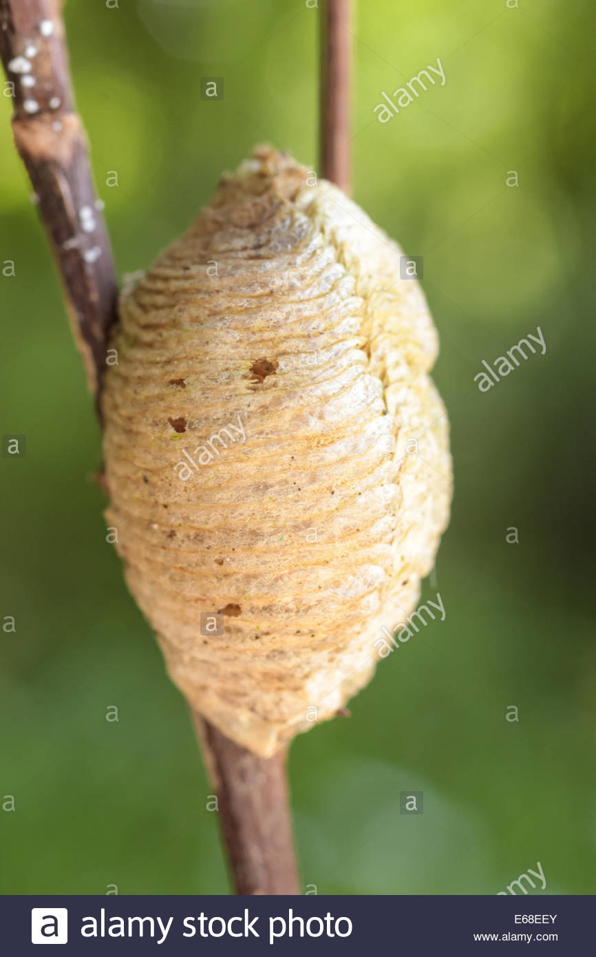 Insect Cocoon Stock Photos & Insect Cocoon Stock Images - Alamy