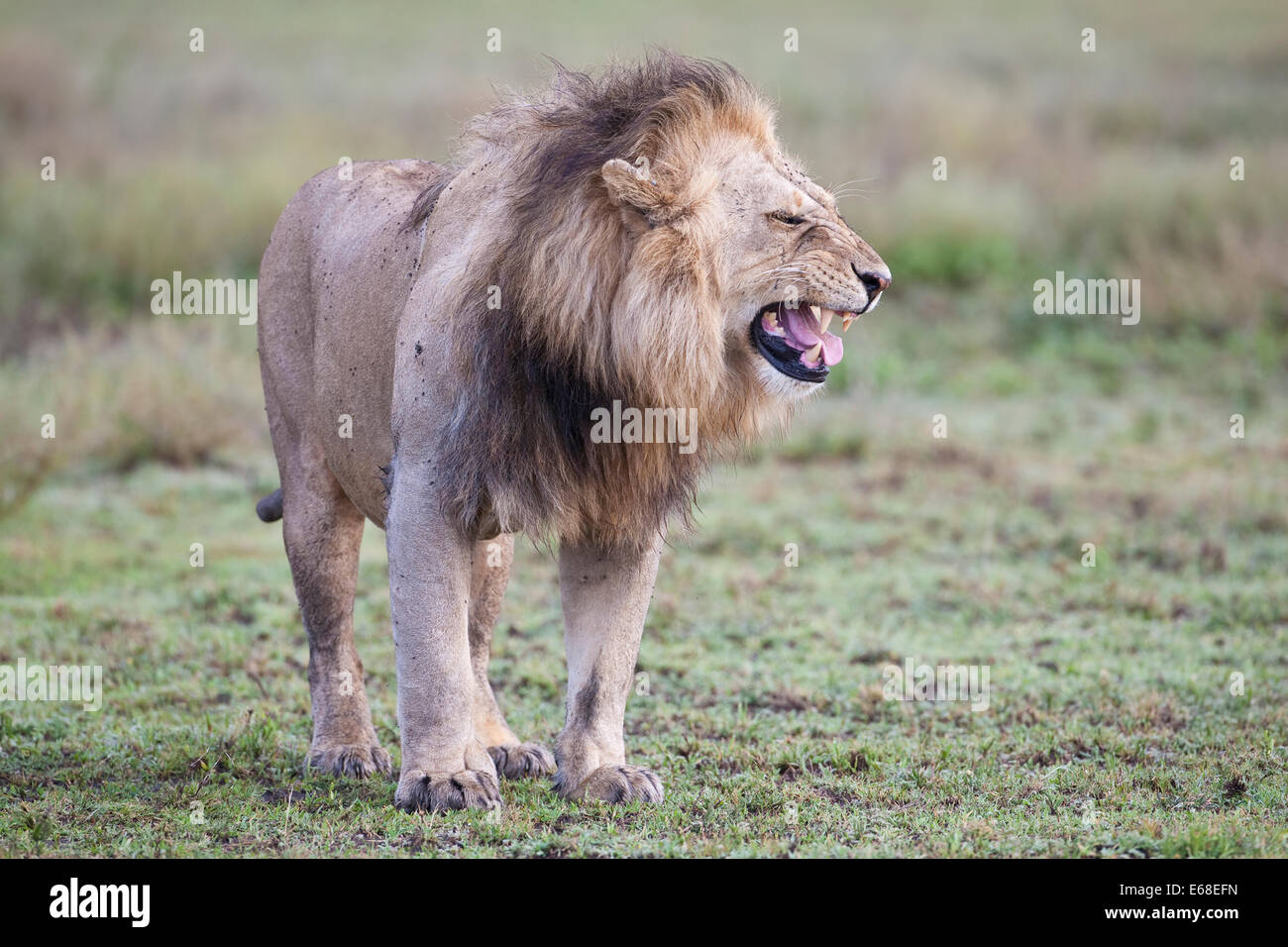 Lion Aggressive High Resolution Stock Photography and Images - Alamy