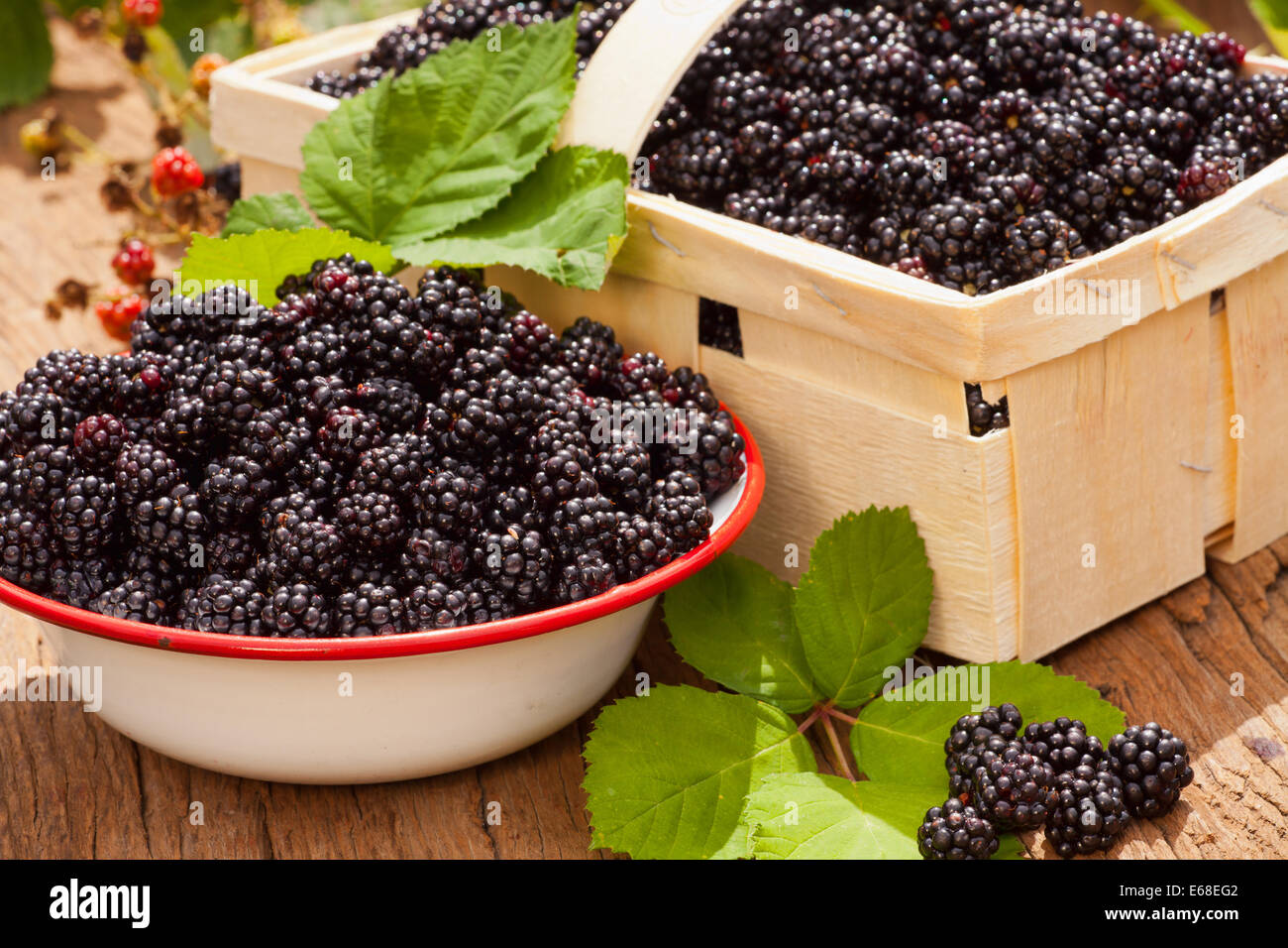 Freshly harvested forest blackberries in a bowl and fruit box on a ...
