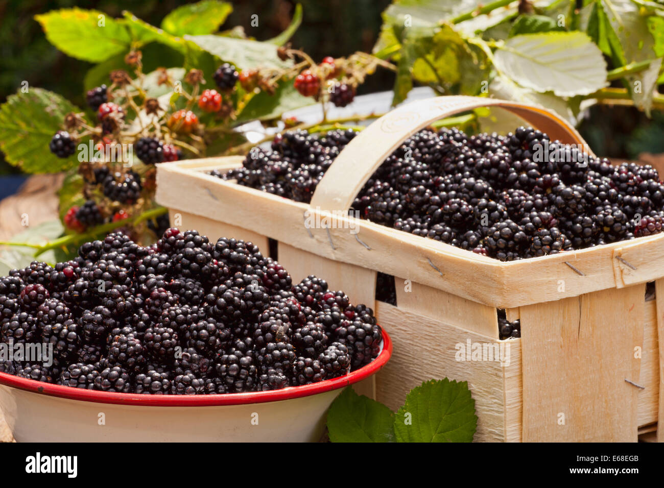 Freshly harvested forest blackberries in a bowl and fruit box on a ...