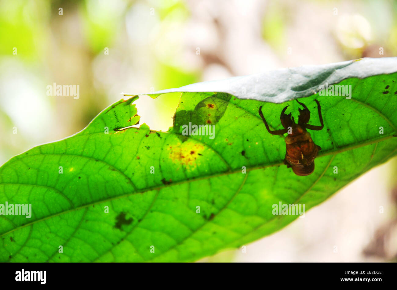 Insect at forest Stock Photo - Alamy
