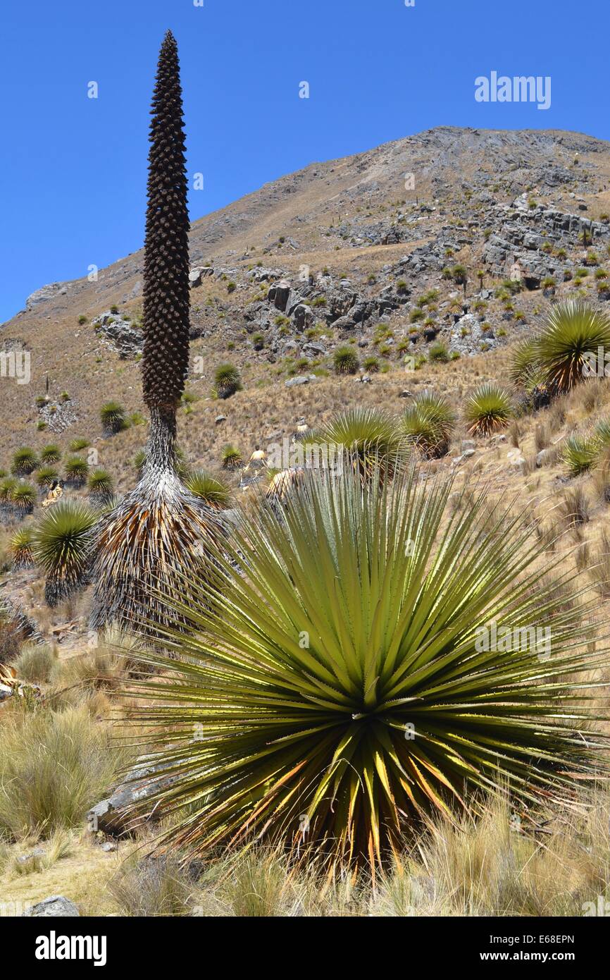 Puya bromeliad hi-res stock photography and images - Alamy