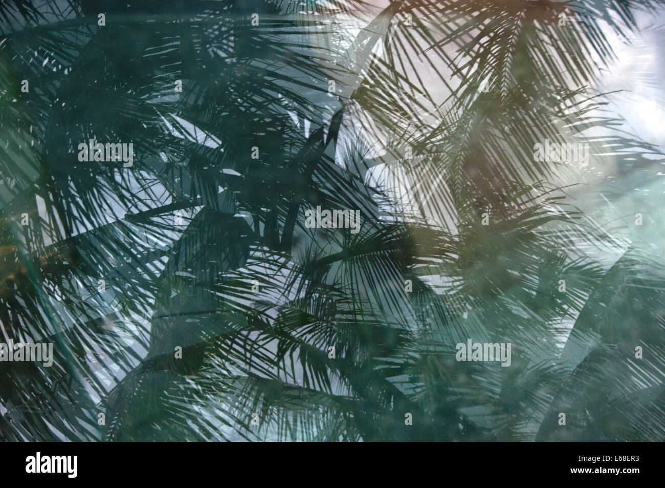 Reflection of palm trees into a piece of glass creating an abstract ...