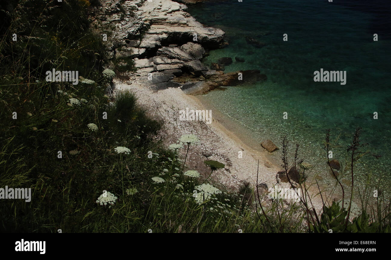 Wild Flower Cliff Stock Photo - Alamy