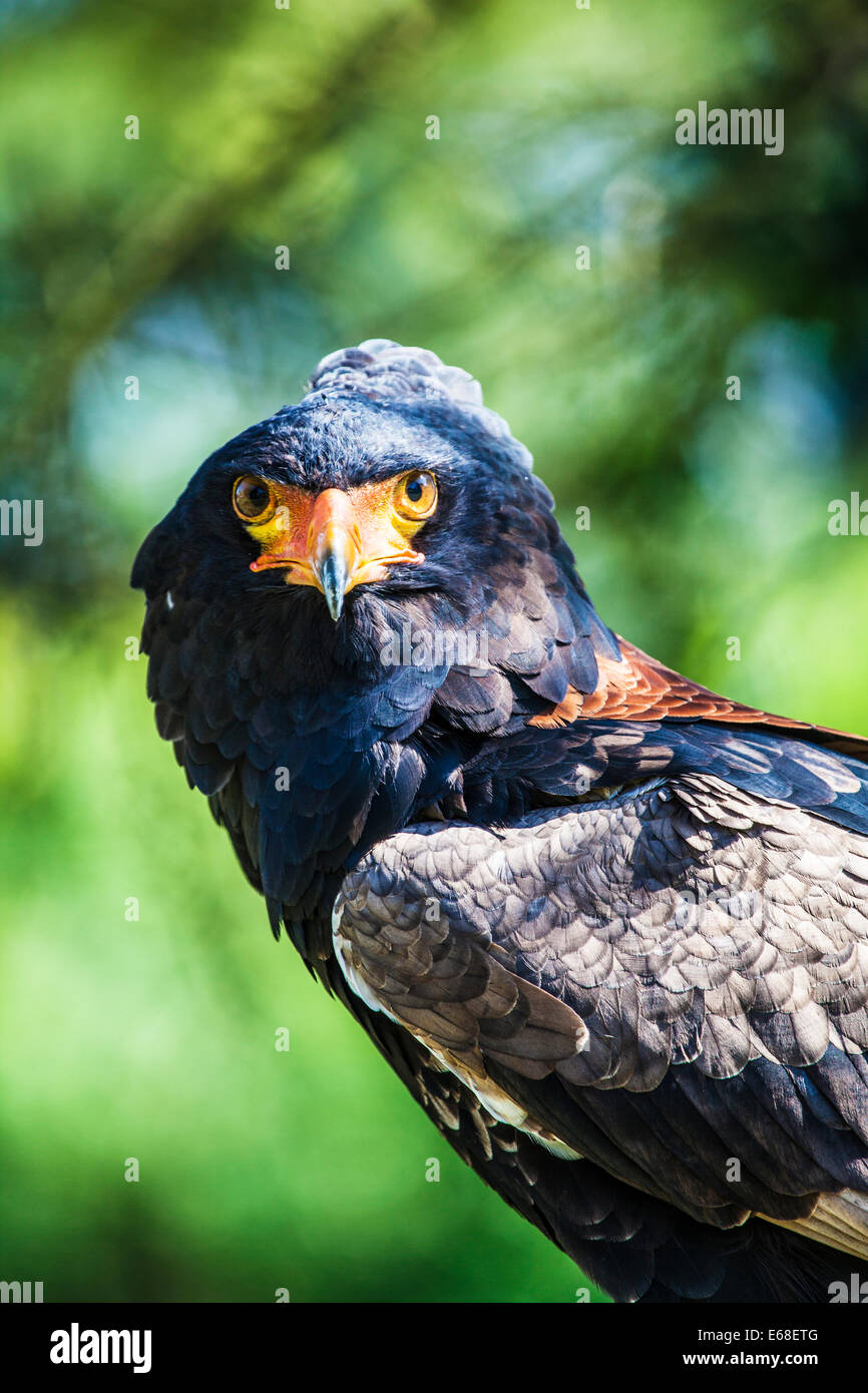 A bateleur eagle Stock Photo - Alamy