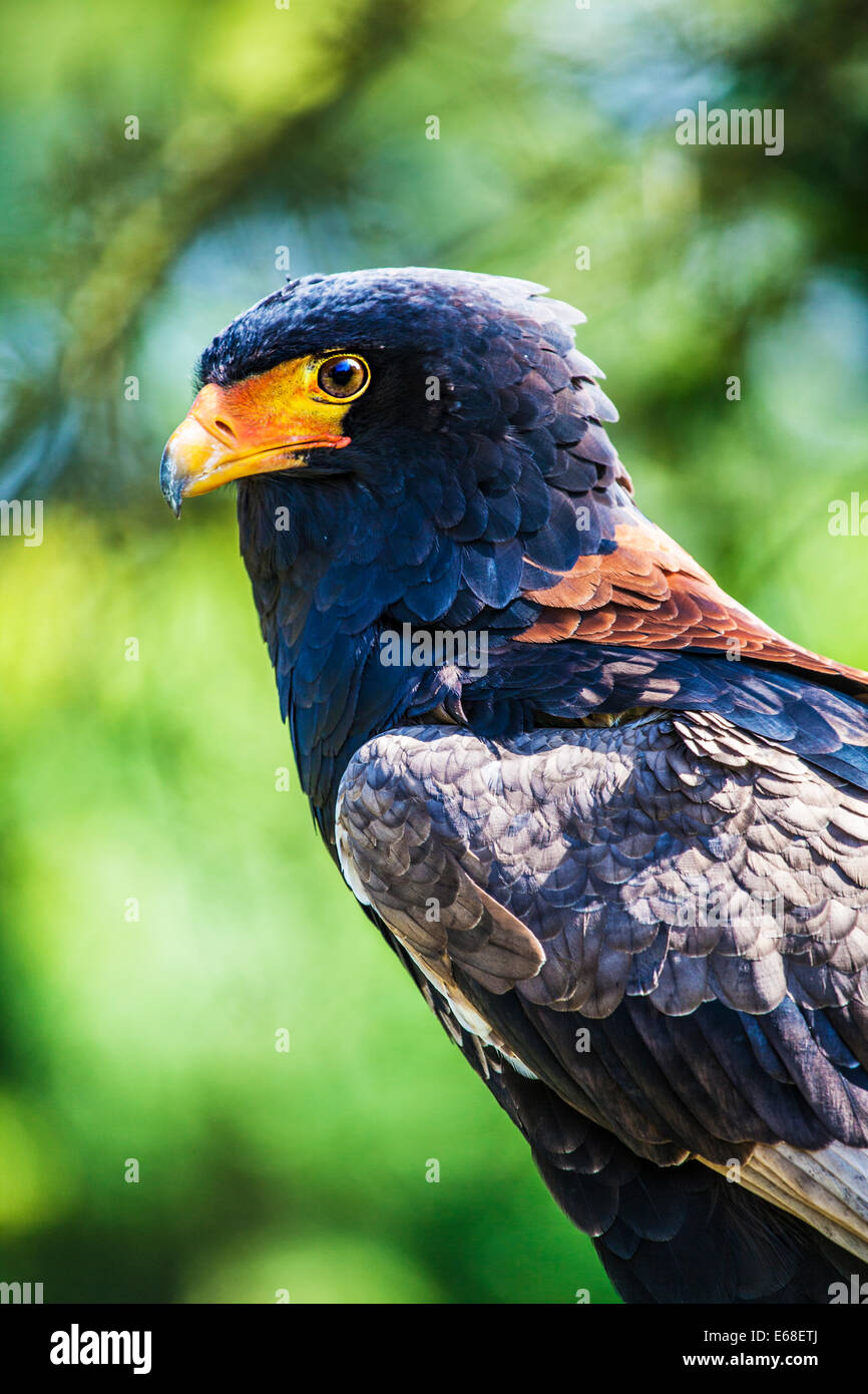 Bateleur eagle, Terathopius ecaudatus Stock Photo - Alamy