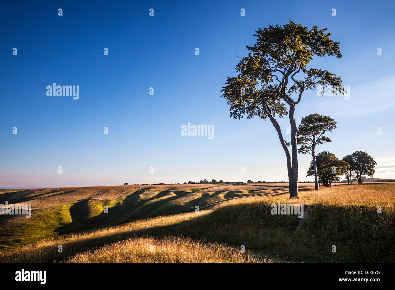 Early morning sunshine on Oliver's Castle, an iron age hillfort on ...