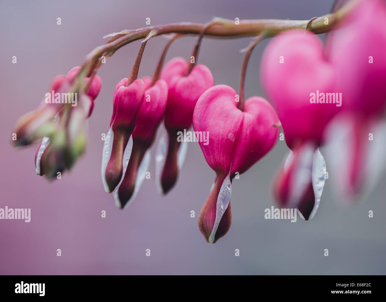 Lamprocapnos spectabilis bleeding heart syn. Dicentra spectabilis ...