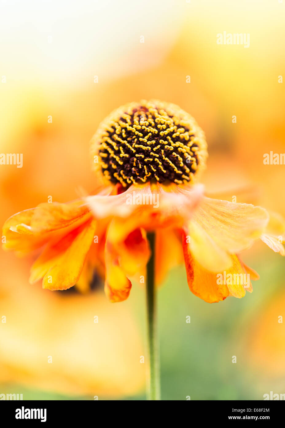 Helenium waltraut hi-res stock photography and images - Alamy