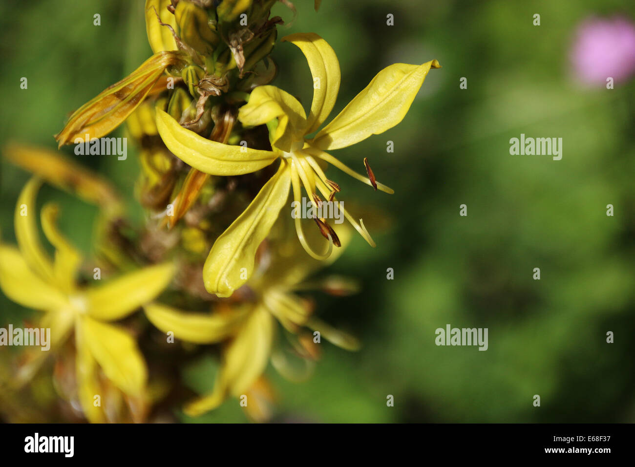 Yellow wild greek flowers hi-res stock photography and images - Alamy