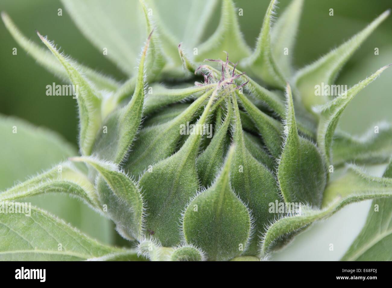 Sunflower crop rotation hi-res stock photography and images - Alamy