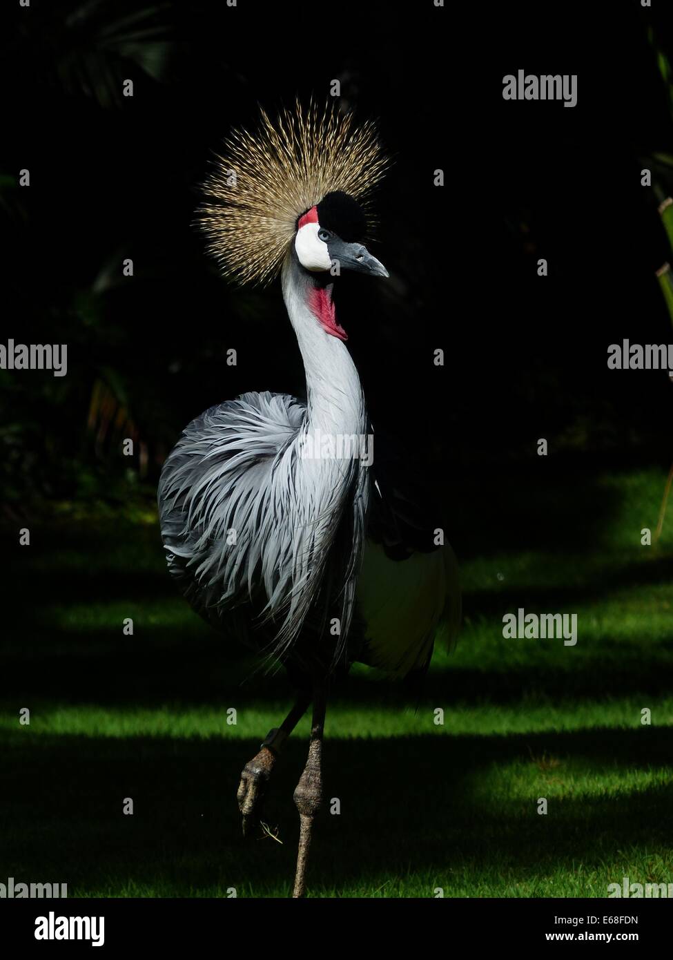 Crown bird hi-res stock photography and images - Alamy
