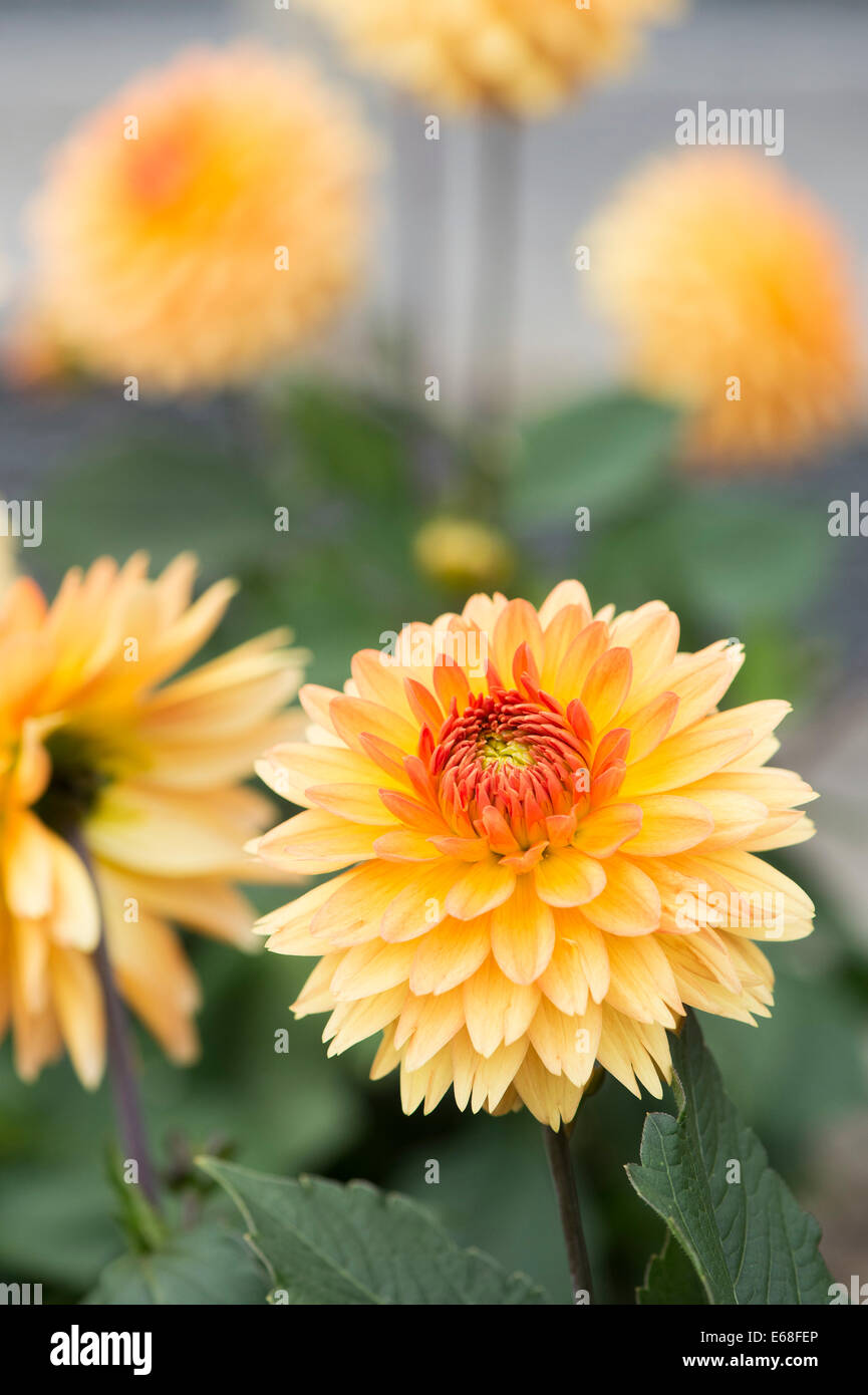 Dahlia ‘Aztec' flower. Dahlia 'XXL Aztec' Stock Photo - Alamy