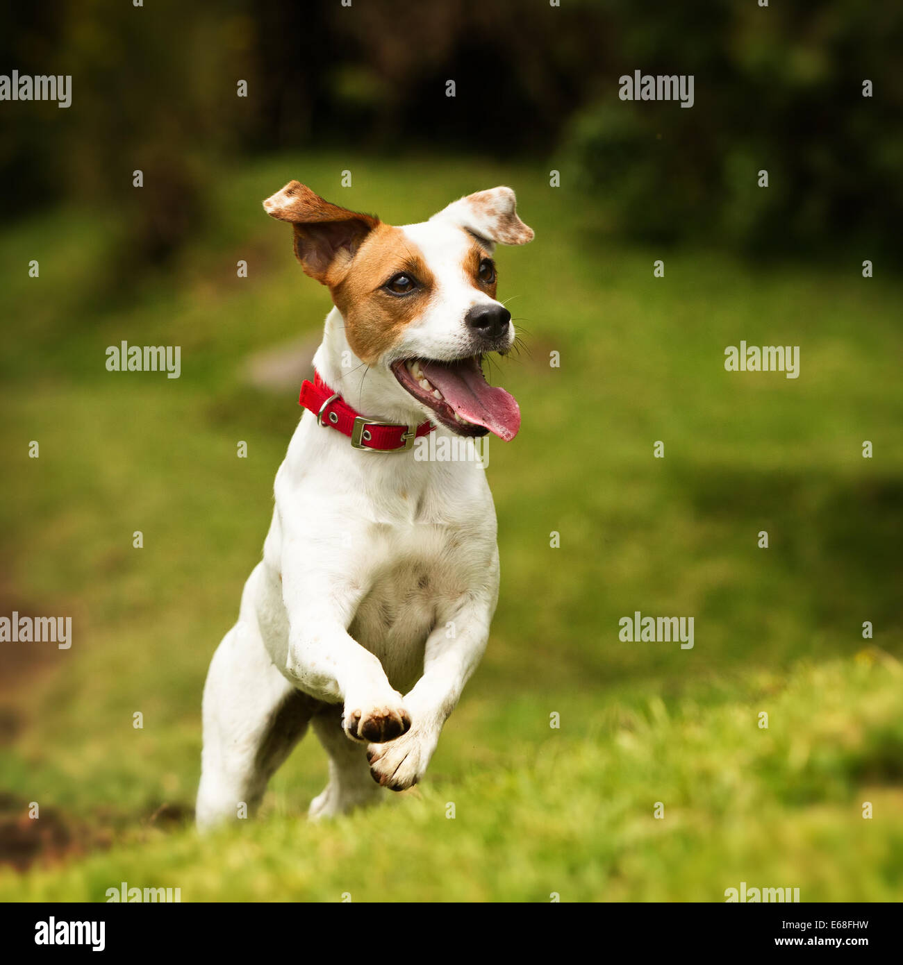 Jack Russel Parson Dog Run Toward The Camera Low Angle High Speed Shot ...