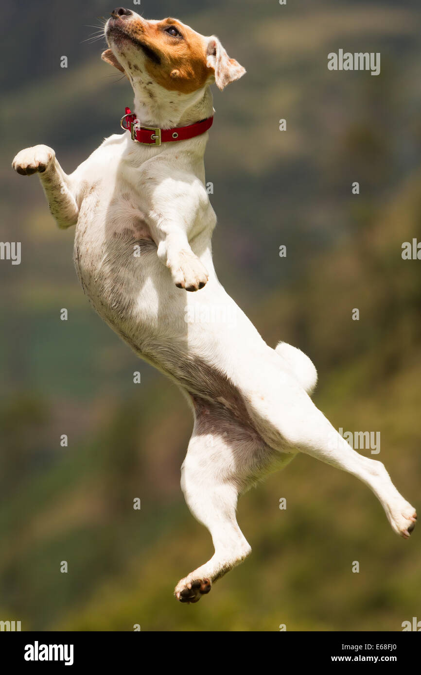 Jack Russel Parson Dog Female Practicing She Ballet Stock Photo - Alamy