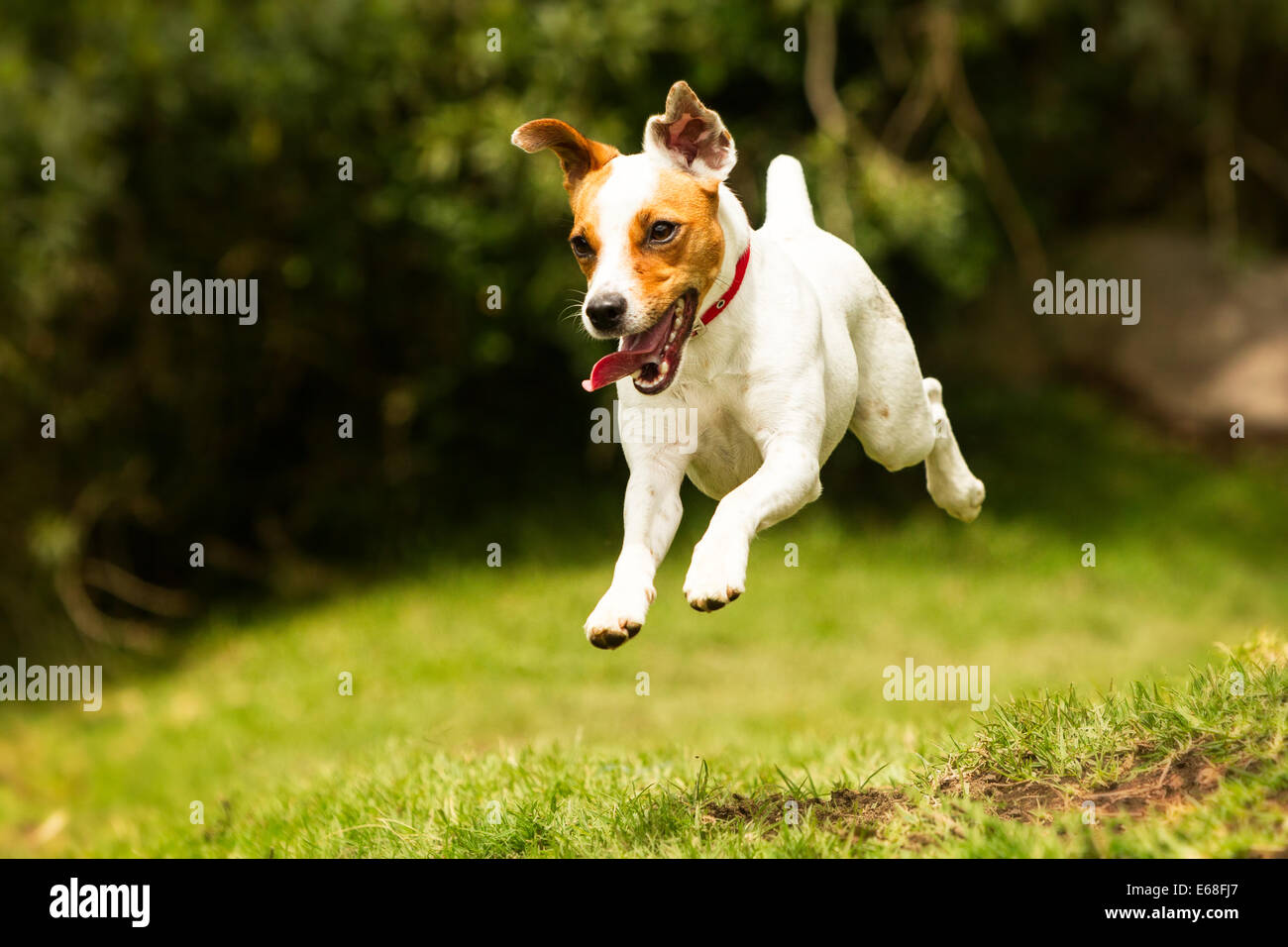 Jack Russel Parson Dog Run Toward The Camera Low Angle High Speed Shot ...