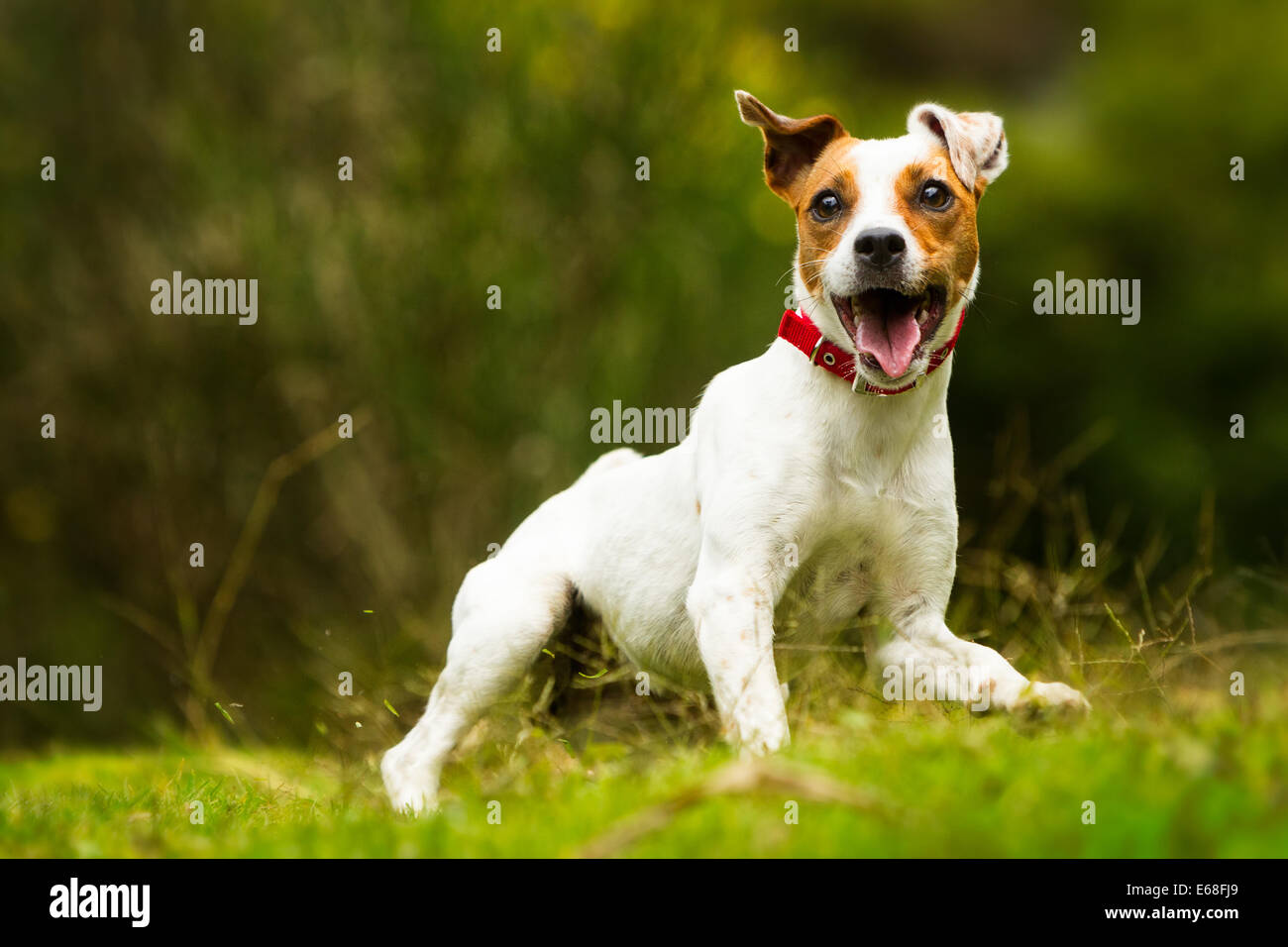 Jack russel face hi-res stock photography and images - Alamy