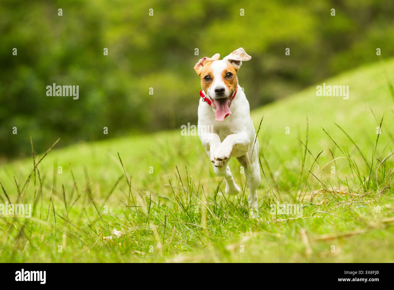Jack Russel Parson Dog Run Toward The Camera Low Angle High Speed Shot ...