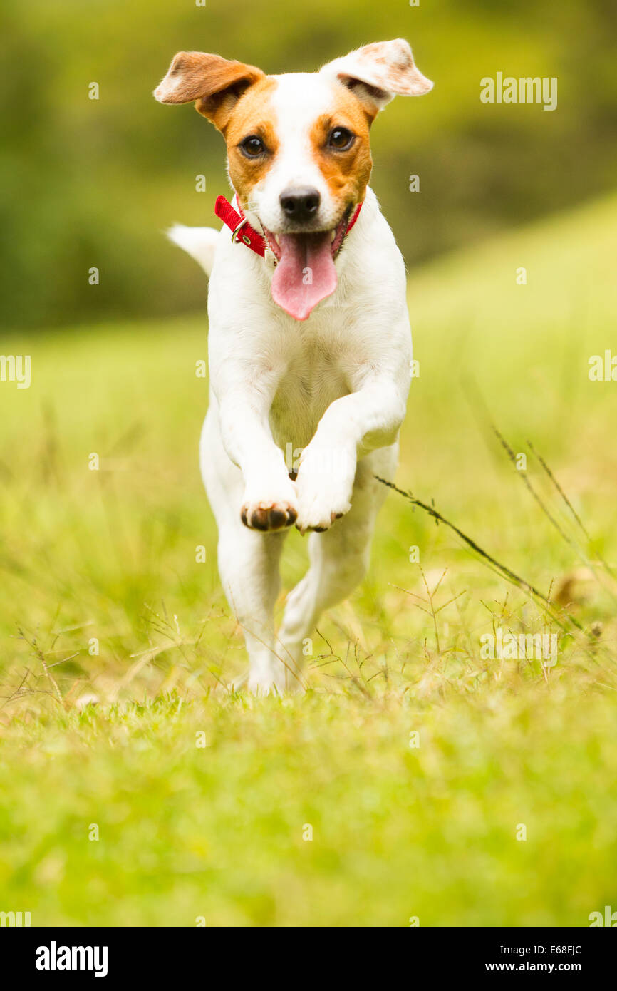 Jack Russel Parson Dog Run Toward The Camera Low Angle High Speed Shot ...