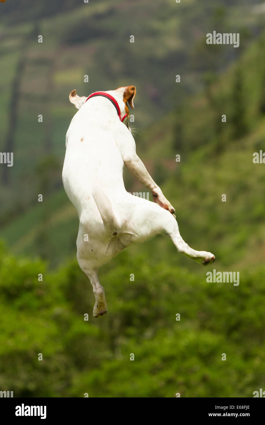 Happy Dog High Jump He Is Doing This To See Further Away Stock Photo ...