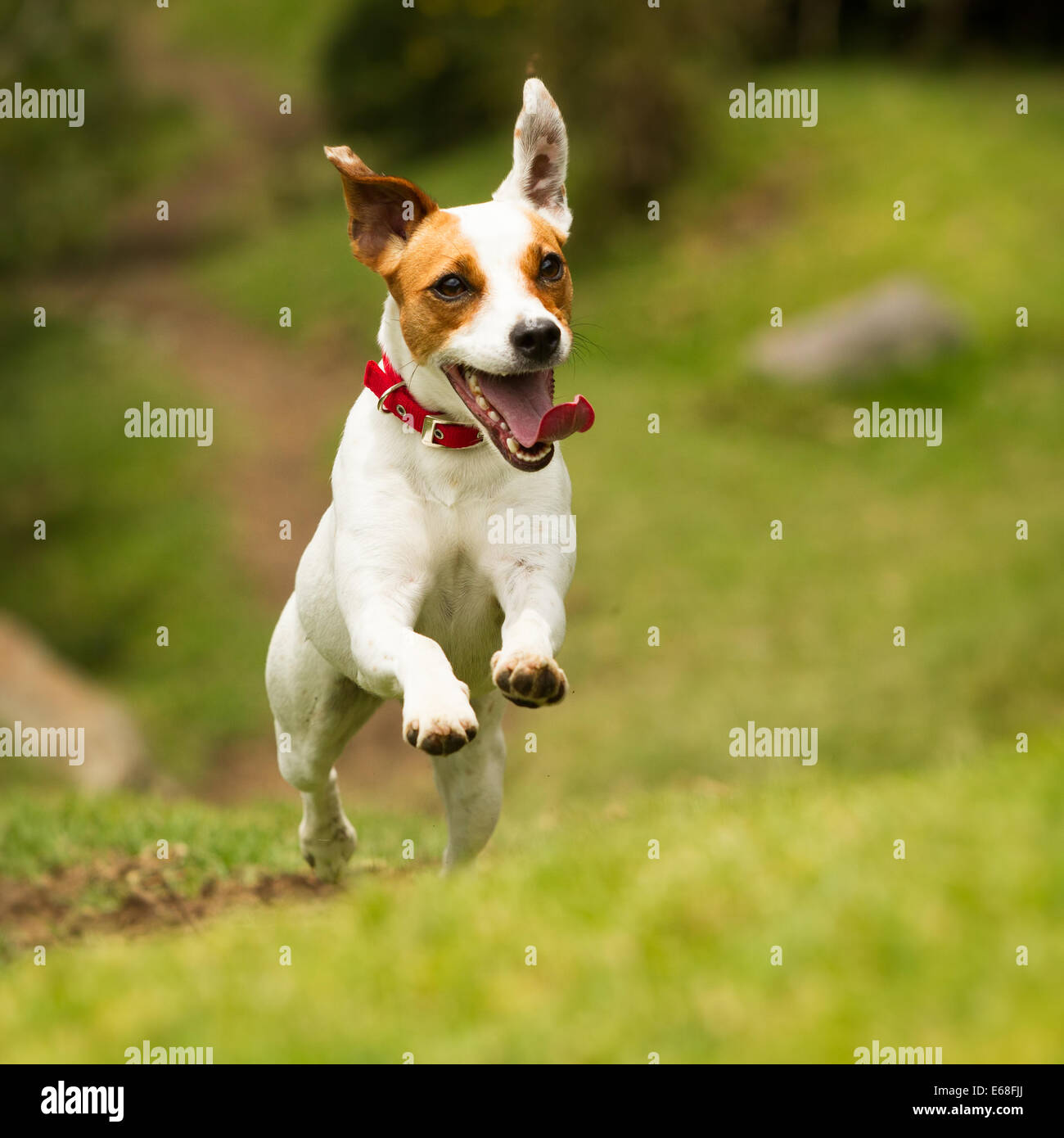 Jack Russel Parson Dog Run Toward The Camera Low Angle High Speed Shot ...