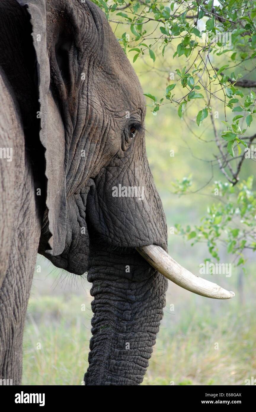 A close-up of an elephant's tusk, symbolizing the majestic size of ...