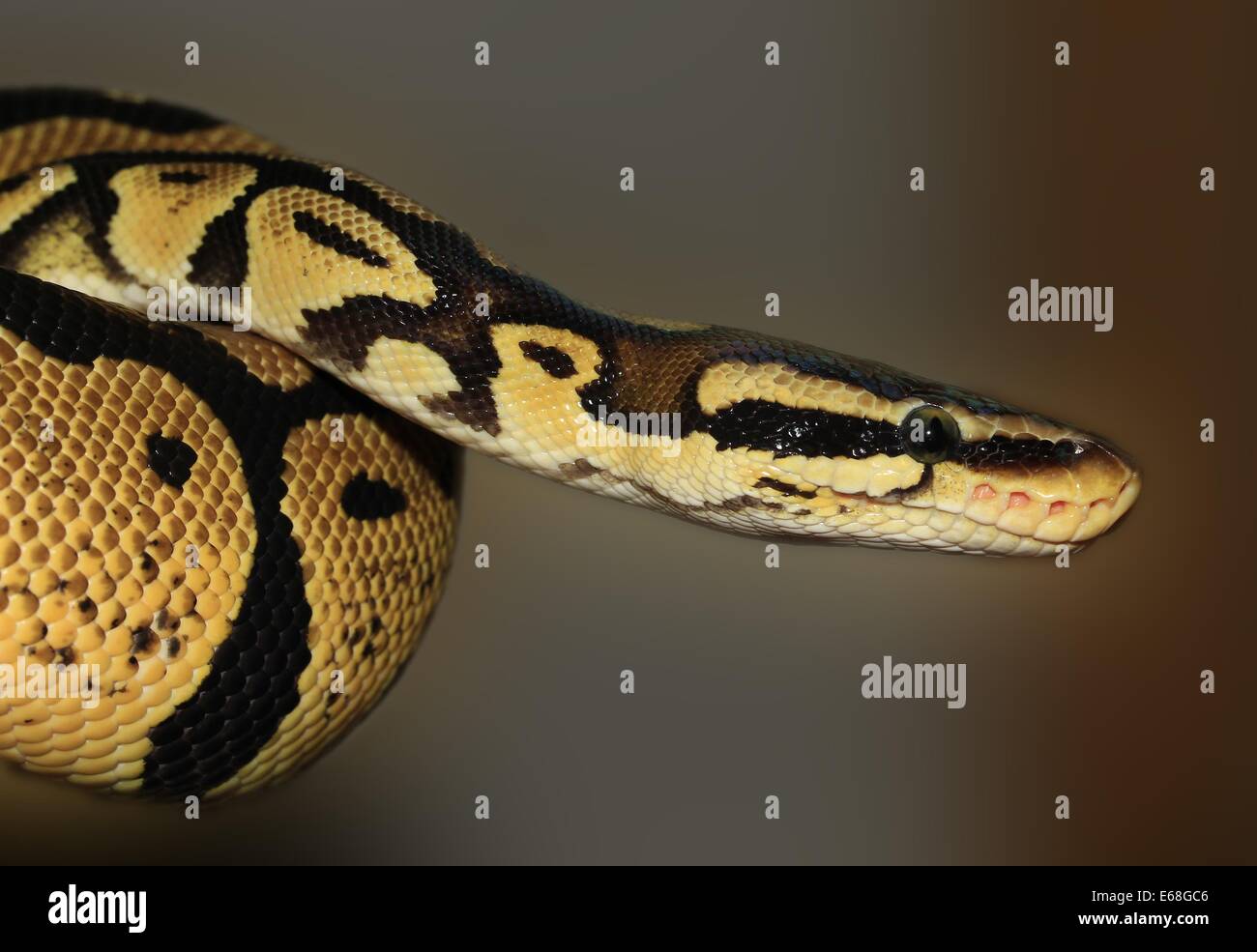 A Ball Python (Python regius) is shown, showcasing its golden and ...