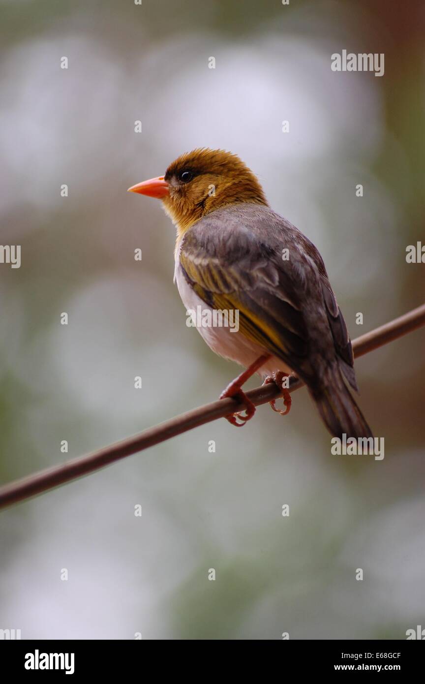 Weaver birds are small to medium-sized birds known for their elaborate ...