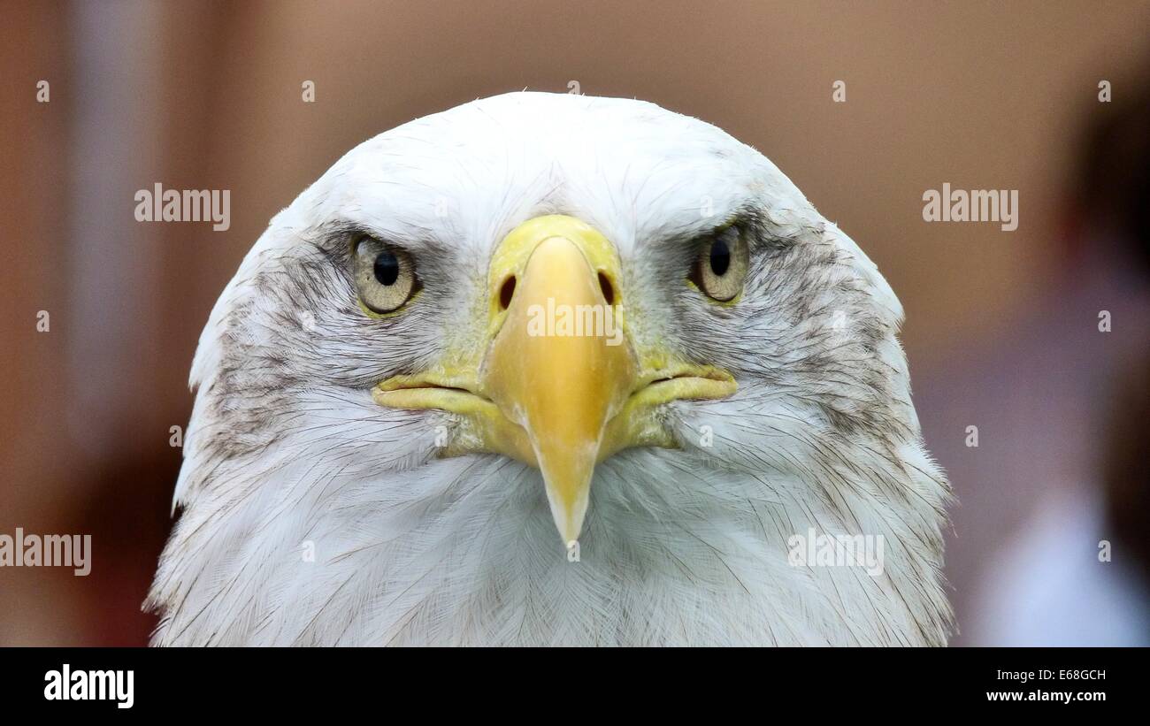 Bill the eagle hi-res stock photography and images - Alamy