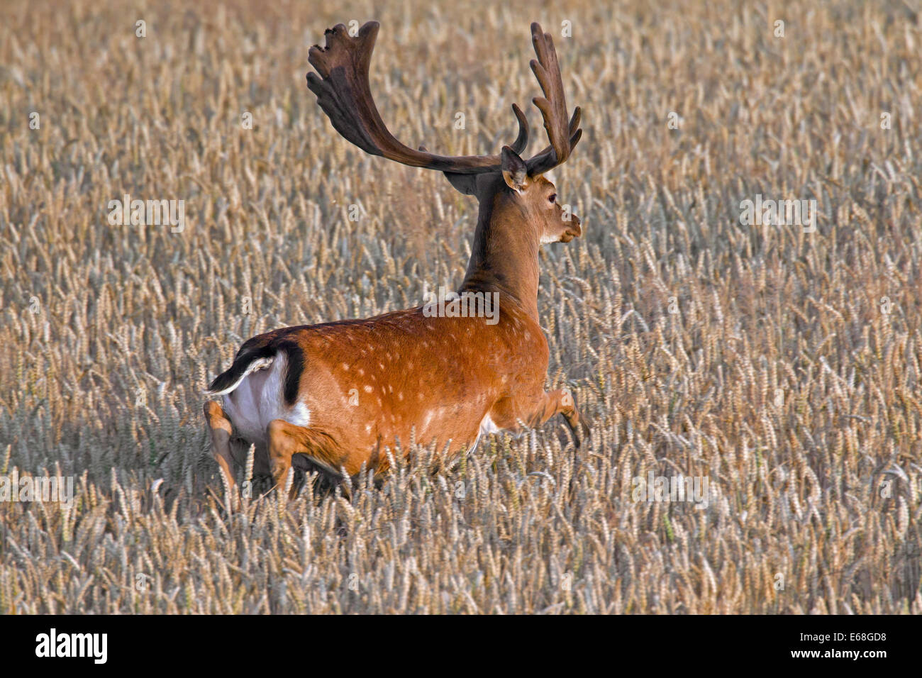 Fallow deer (Dama dama) buck with antlers covered in velvet running ...