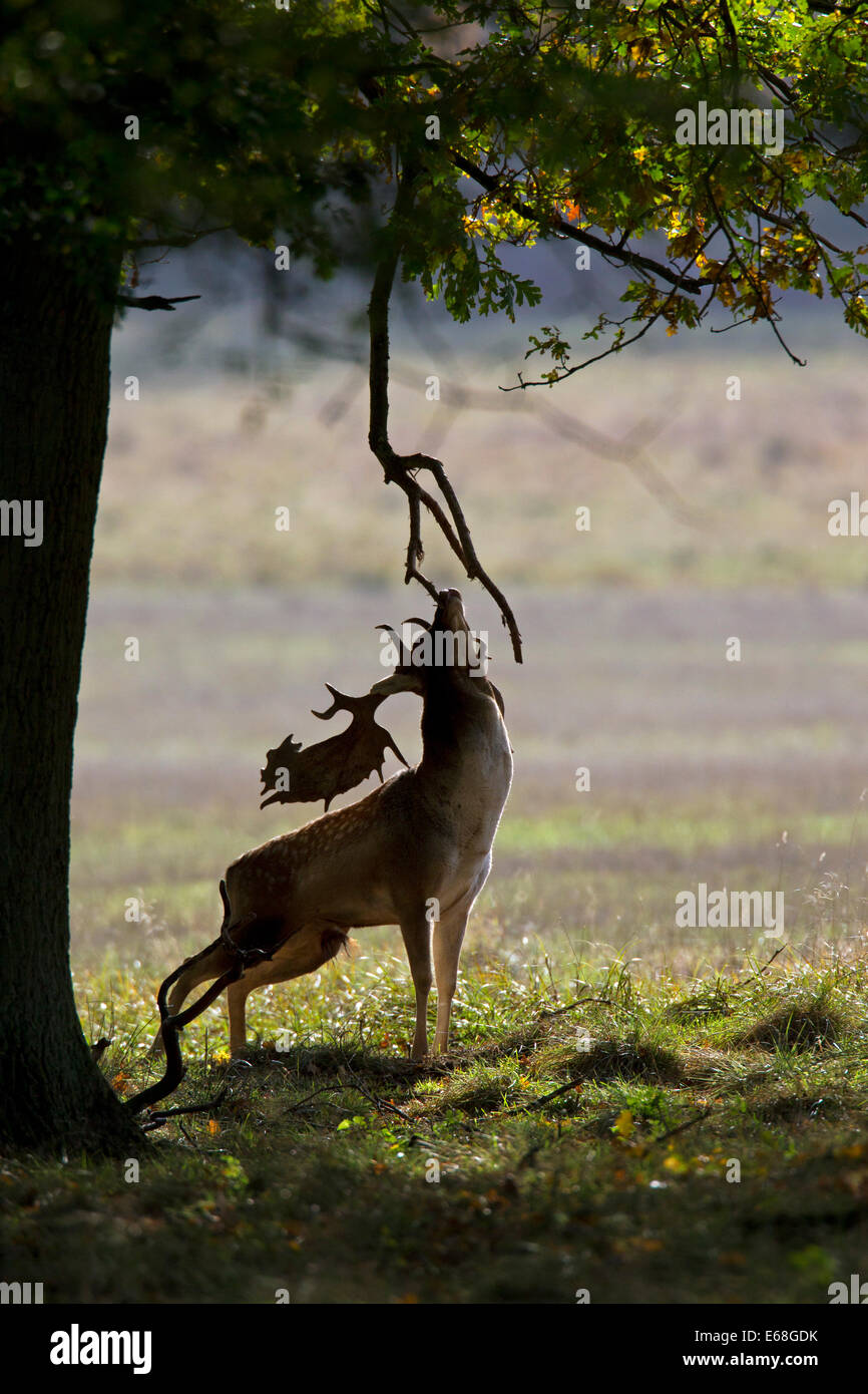 Fallow deer (Dama dama) buck scratching head against branch during the ...