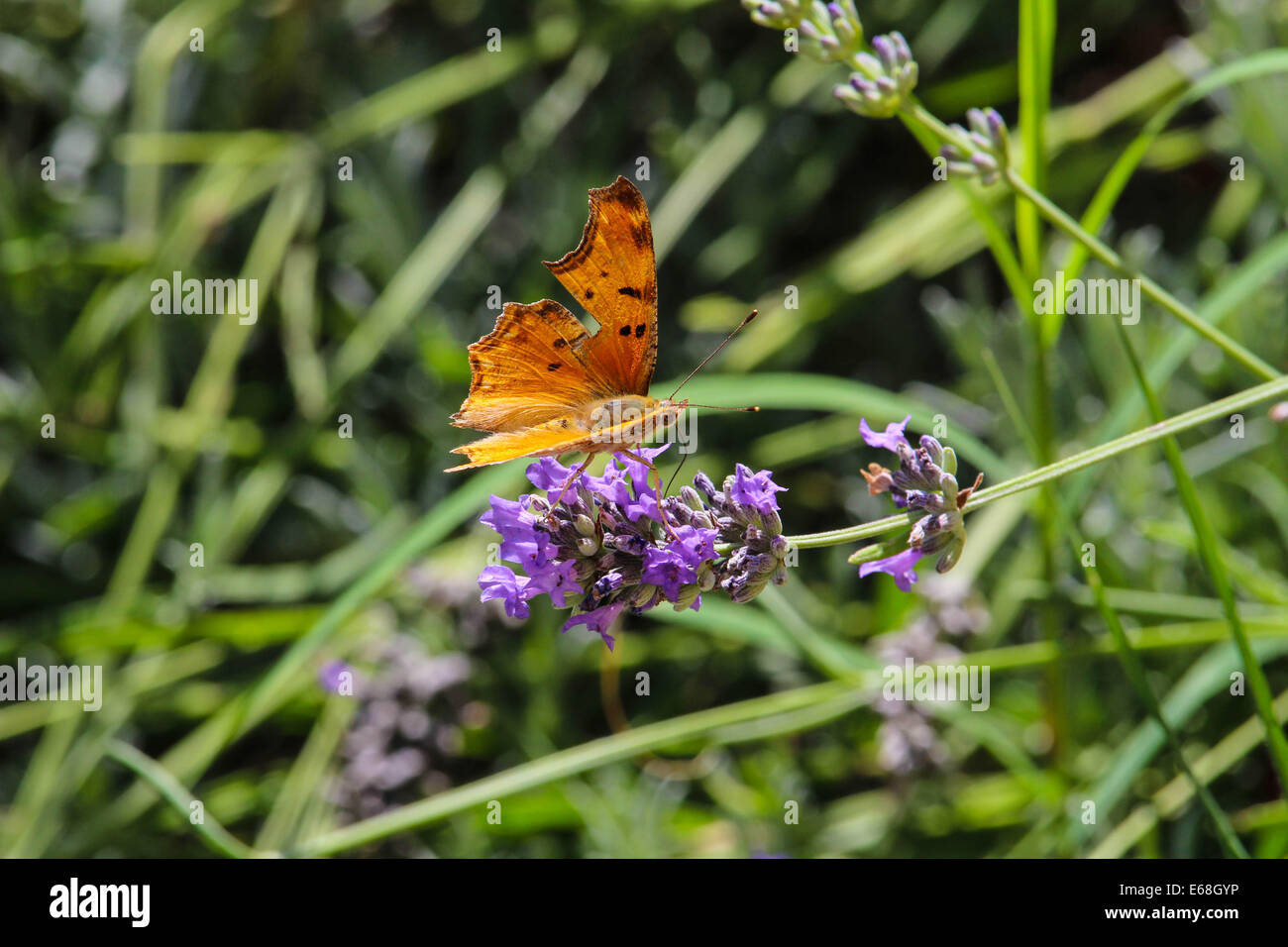 Orange comma butterfly hi-res stock photography and images - Alamy