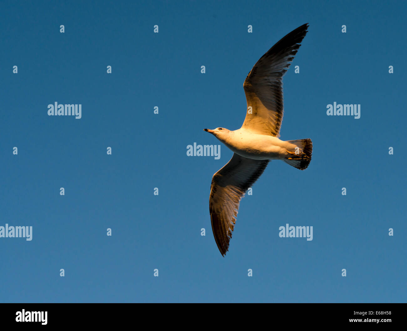 A bird flying overhead at ormond beach, Florida Stock Photo - Alamy