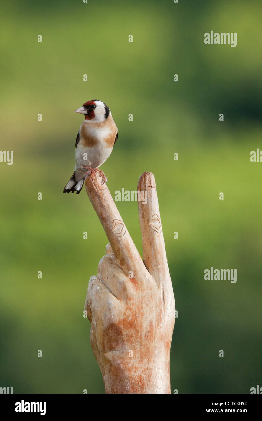 Finger feathers hi-res stock photography and images - Alamy