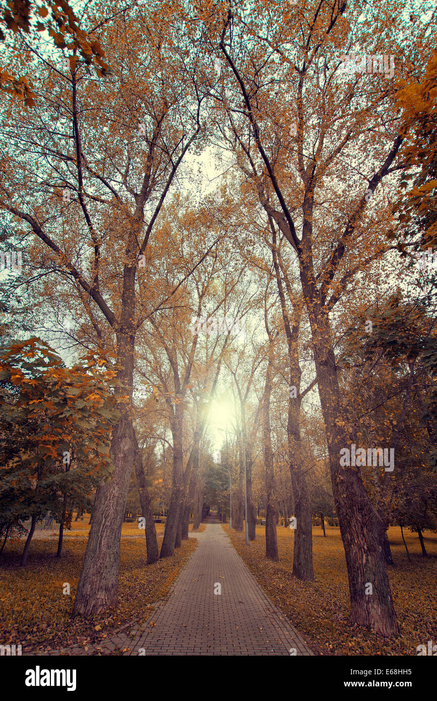 sky could be seen through the trees of the park Stock Photo - Alamy