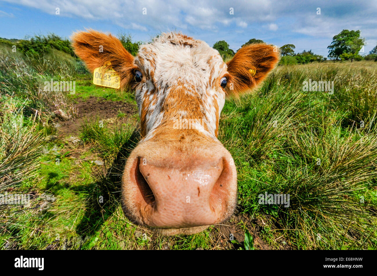 Closeup of a cow's face (see also E68HNY for altered version removing ...