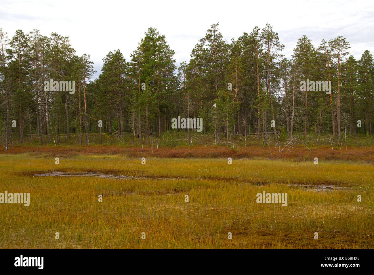 Siberia forest clouds hi-res stock photography and images - Alamy