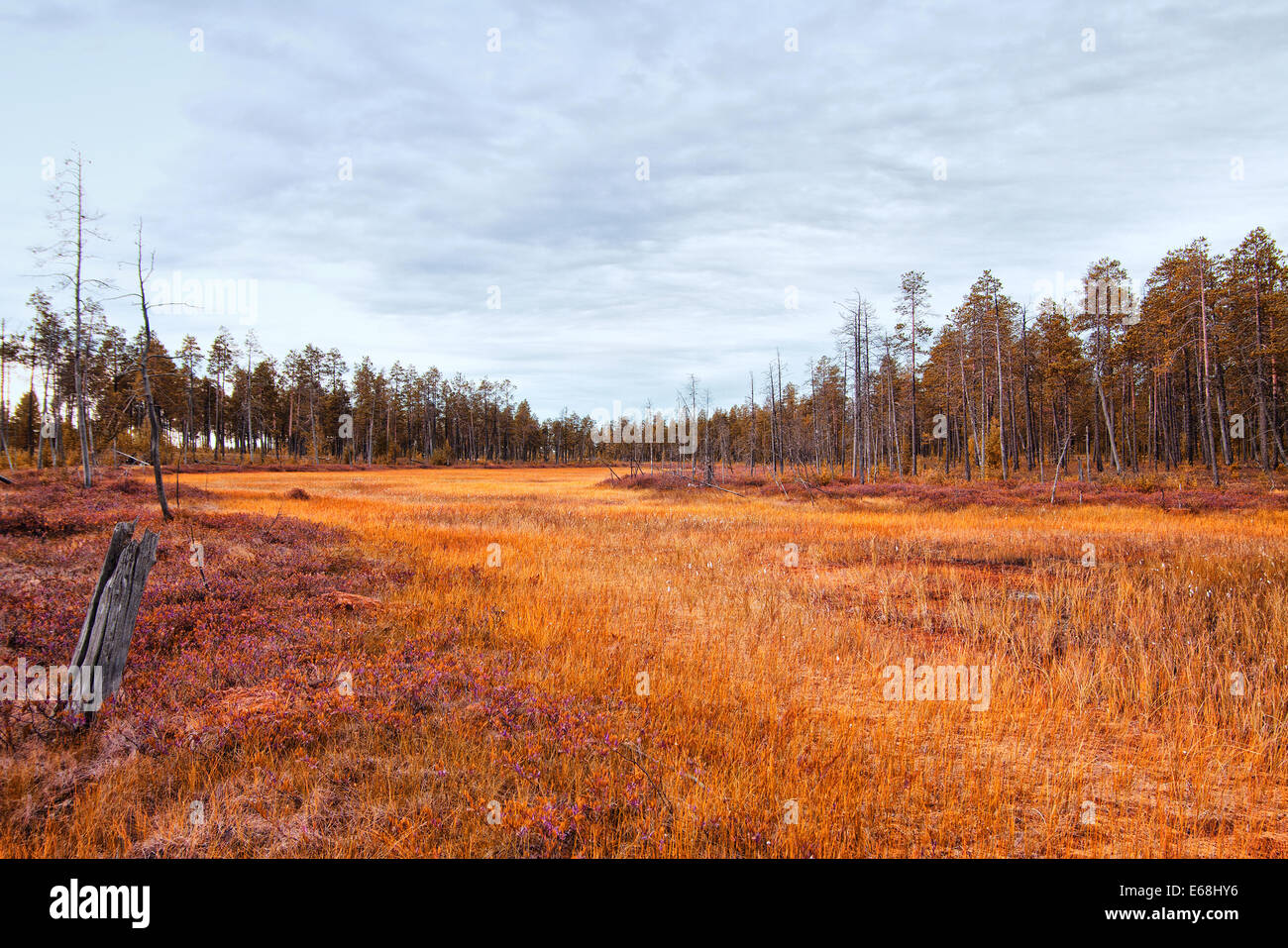 Siberia forest clouds hi-res stock photography and images - Alamy
