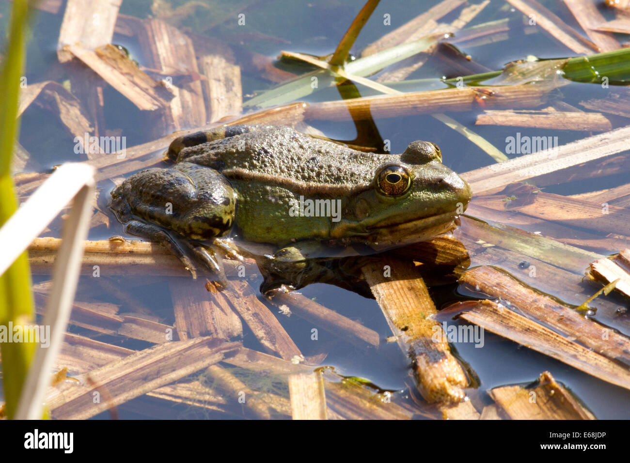 Seated frog hi-res stock photography and images - Alamy