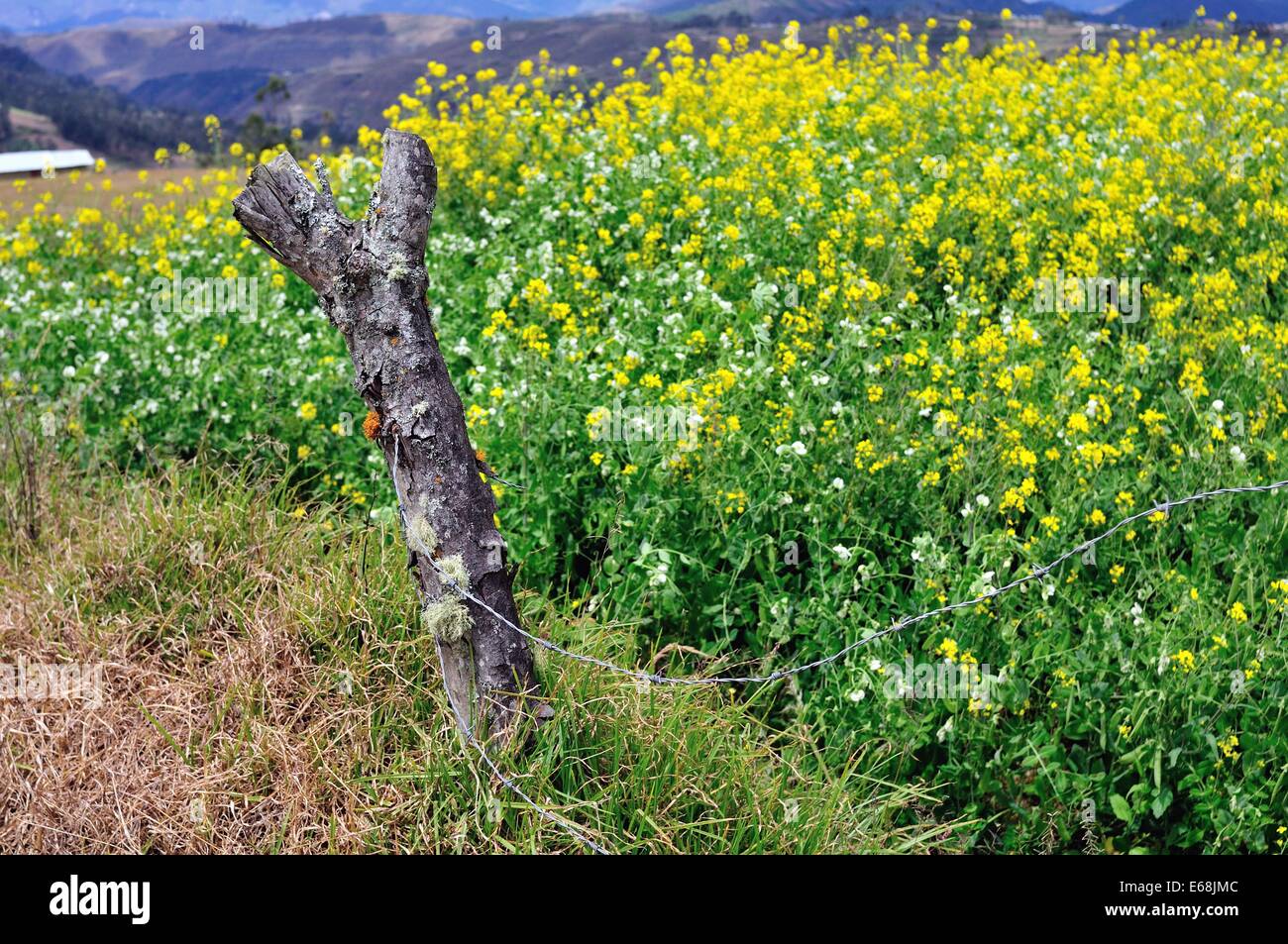 Fence in Cruzpata - CHACHAPOYAS . Department of Amazonas .PERU Stock ...