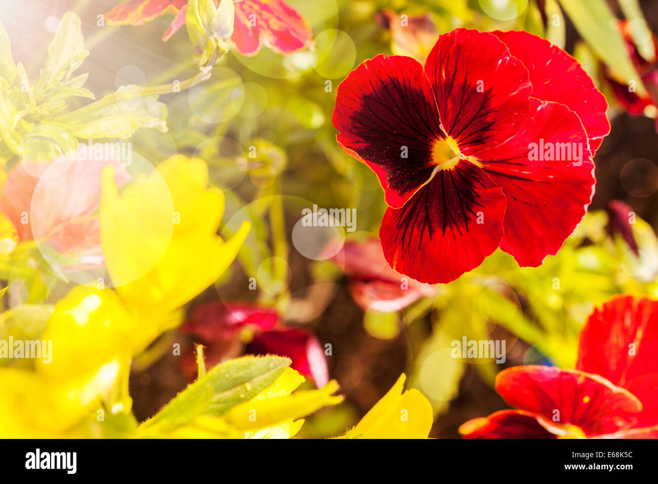 Cupid's-delight flower closeup in flower garden Stock Photo - Alamy