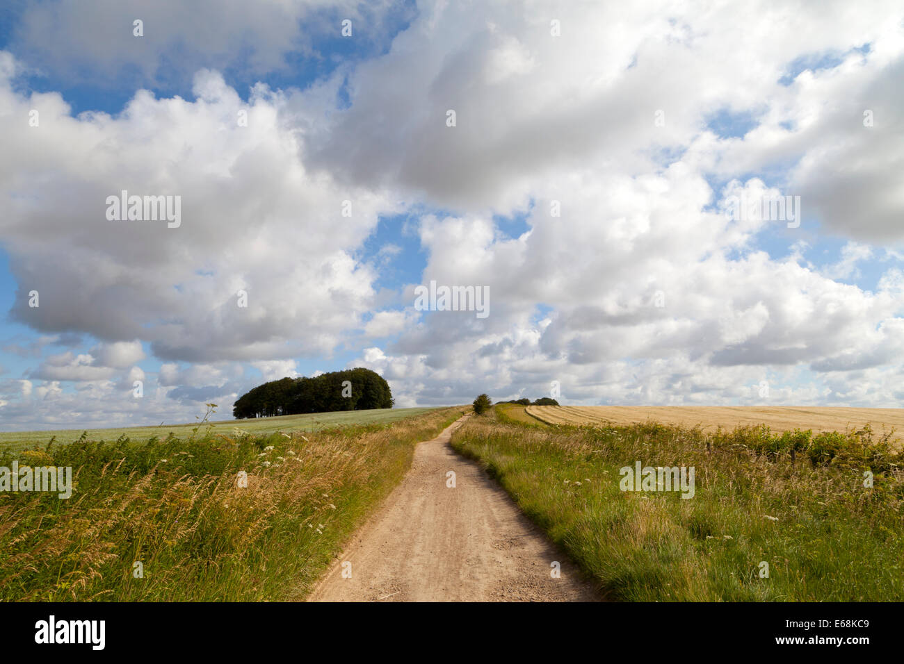 The Ridgeway path at Hackpen Hill, on the Marlborough Downs in ...