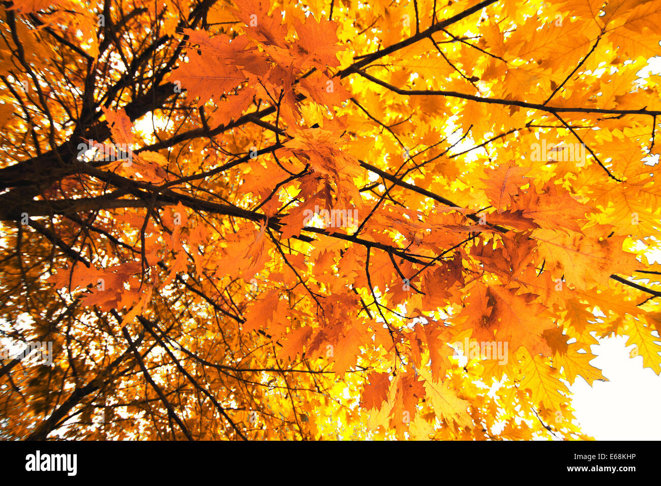 maple tree in autumn Stock Photo - Alamy