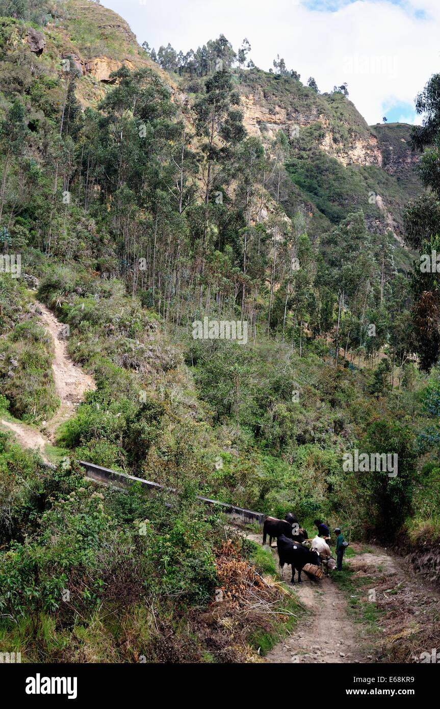 Wood transport in Cruzpata - CHACHAPOYAS . Department of Amazonas .PERU ...