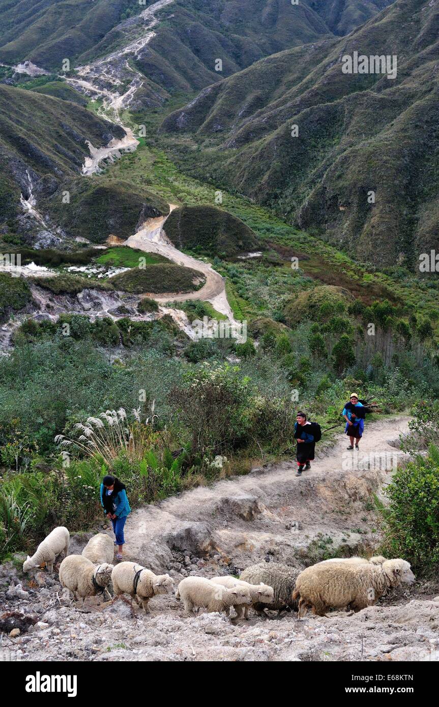 Merino sheeps in Cruzpata - CHACHAPOYAS . Department of Amazonas .PERU ...