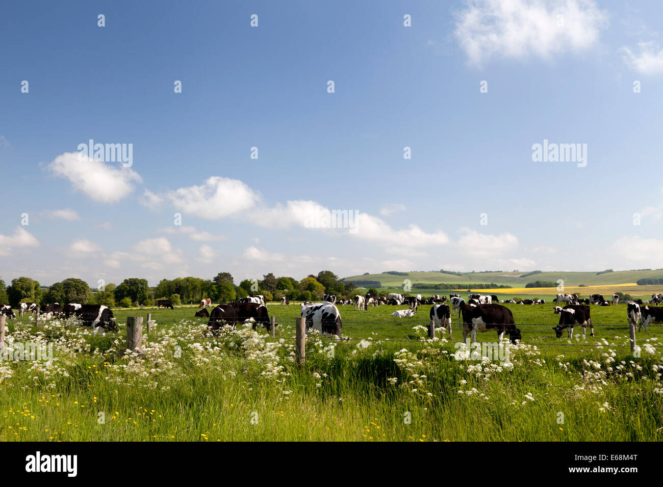 Friesian Cattle Grazing High Resolution Stock Photography and Images ...